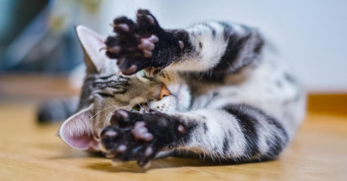 People Are Checking Their Cats' Paws to Find out Their Race