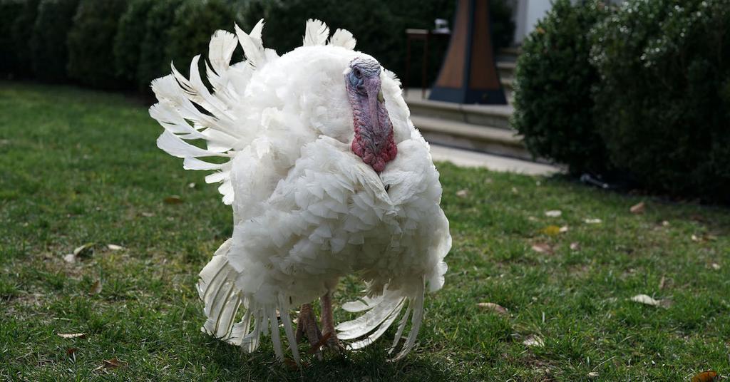 What Happens to the Pardoned Turkeys? A Look Into the White House Tradition