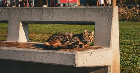 What Is the Cat Distribution System?