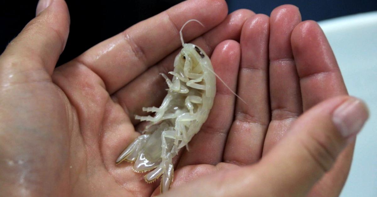 New Species 2024: The Animals and Plant Species Revealed This Year