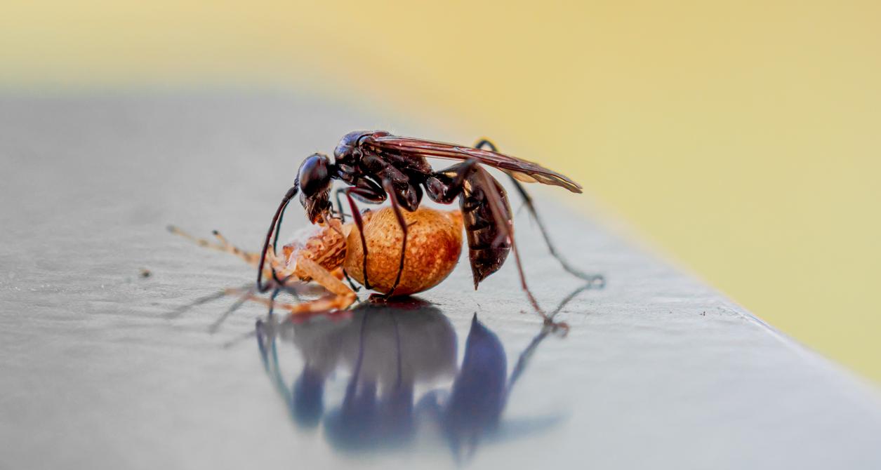 What Do Wasps Do for the Environment? Here's Why They're Great