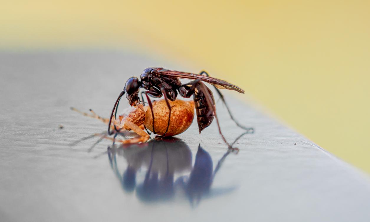 What Do Wasps Do for the Environment? Here's Why They're Great