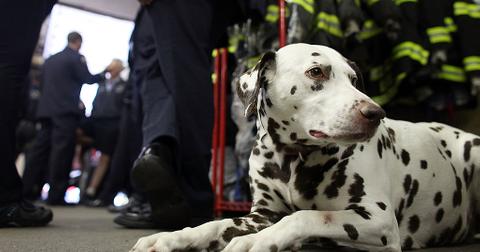 Dalmatians as Firefighter Companions: A Detailed History