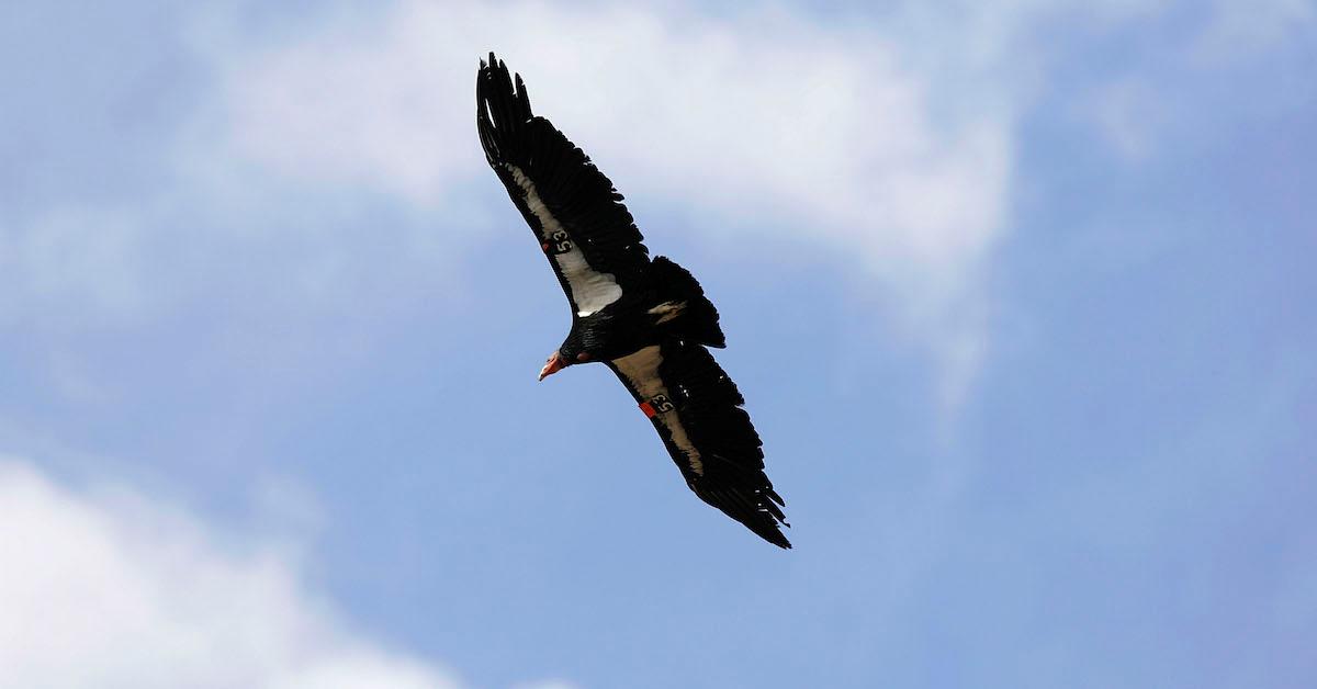 The California Condor Can Reproduce Without Sex — Here's What We Know