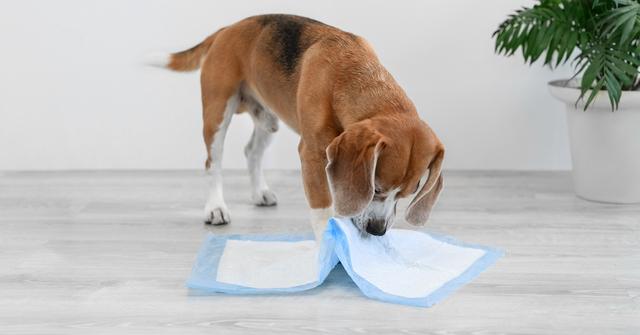 In a Pinch? Here's How to Toilet Train a Puppy in 7 Days