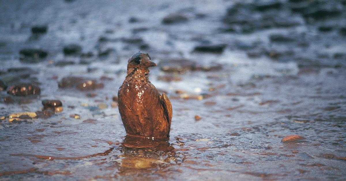 What Are the Effects of Offshore Drilling on Marine Life?