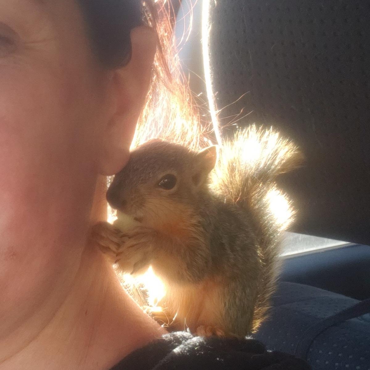 This TikTok Account Teaches Viewers How to Help Squirrels in Need