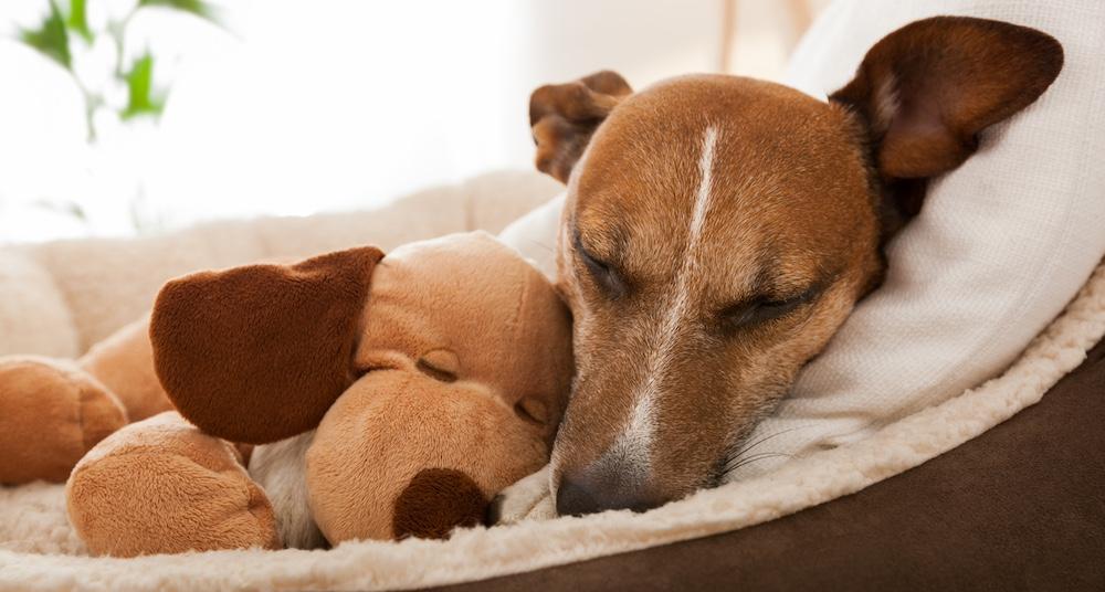 Do Dogs Get Headaches? What Vets Advise