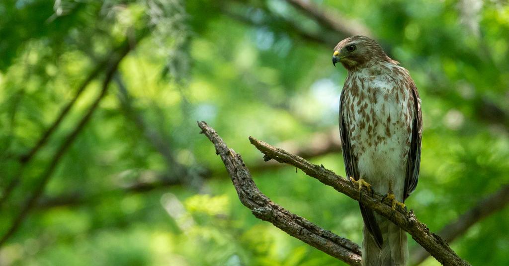 What Does It Mean When You See a Hawk? The Spiritual Meaning