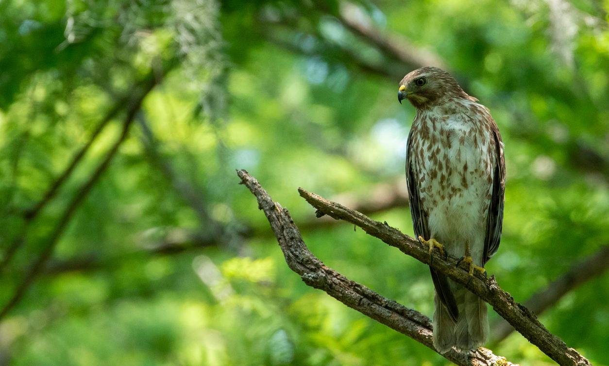What Does It Mean When You See a Hawk? The Spiritual Meaning