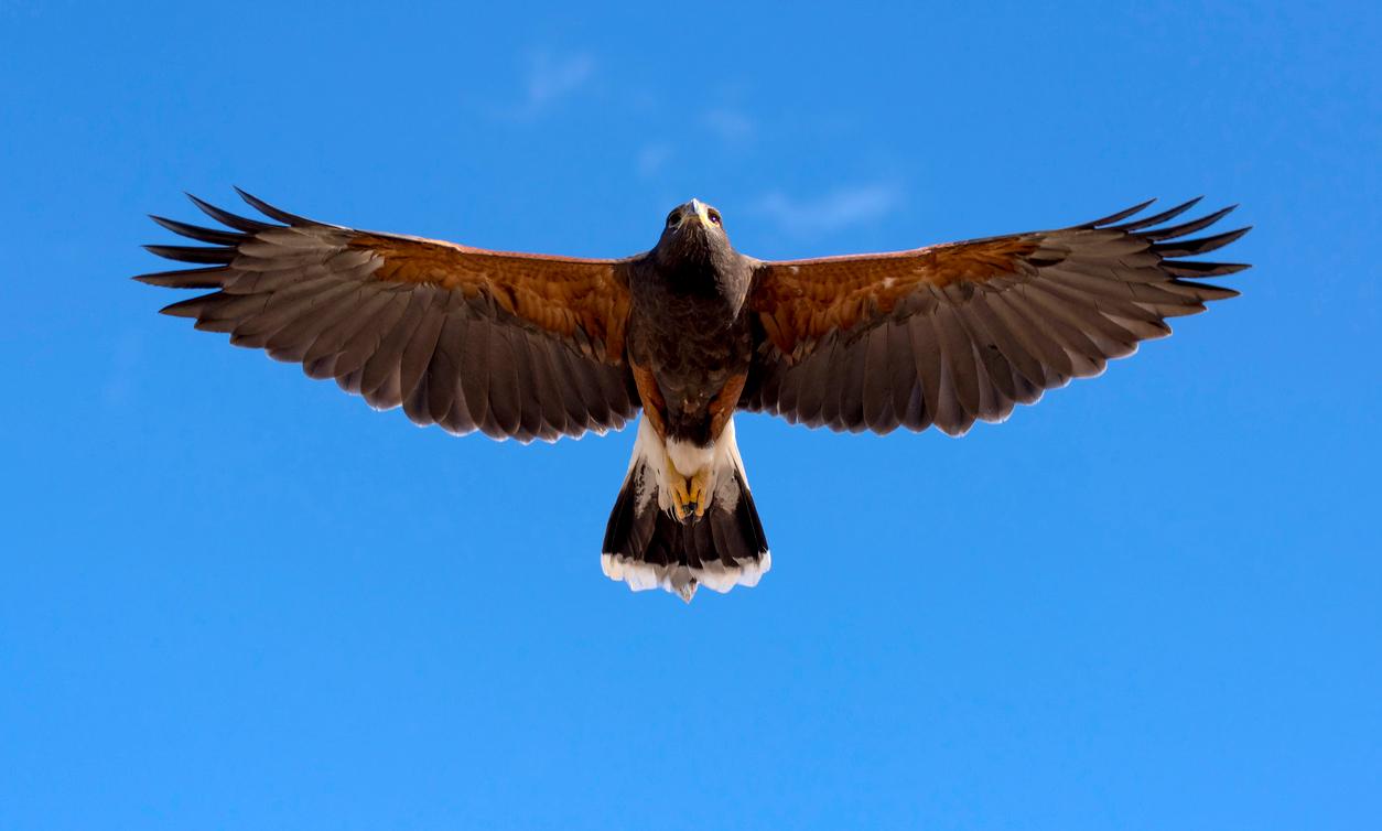 What Does It Mean When You See a Hawk? The Spiritual Meaning