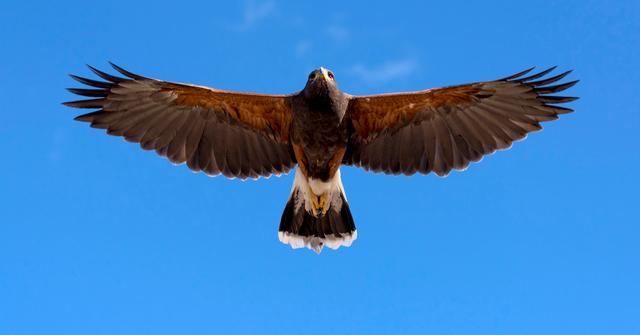What Does It Mean When You See a Hawk? The Spiritual Meaning