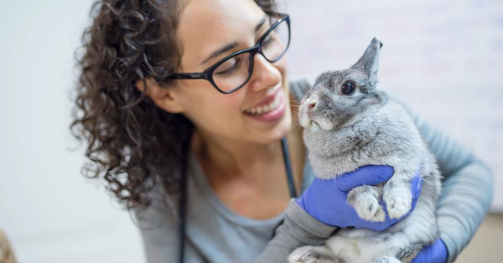 Do Rabbits Lay Eggs? Where Do Baby Bunnies Come From?