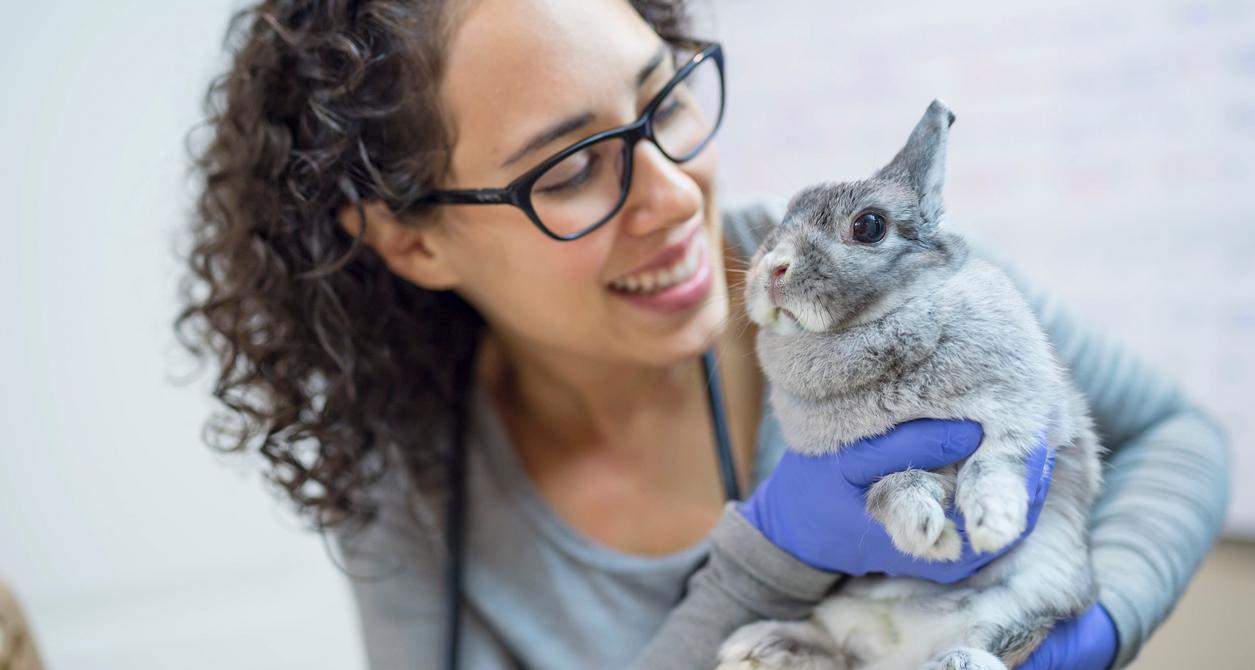 Do Rabbits Lay Eggs? Where Do Baby Bunnies Come From?