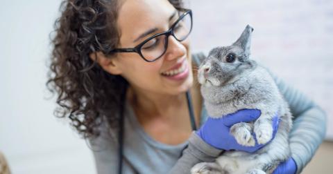 Do Rabbits Lay Eggs? Where Do Baby Bunnies Come From?