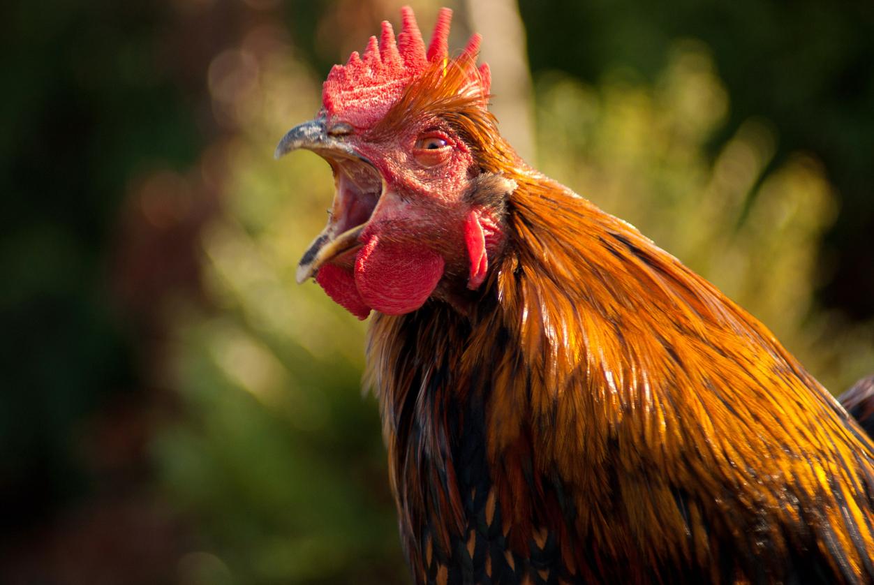 Why Do Roosters Crow? Here Are a Few Explanations