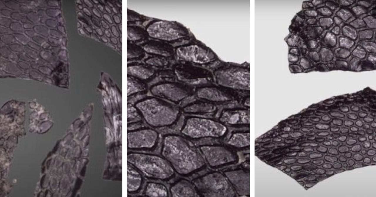 Oldest-Ever Fossilized Skin Discovered in Cave in Oklahoma