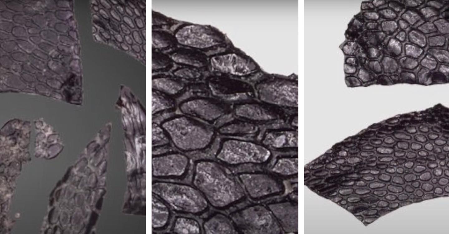 Oldest-Ever Fossilized Skin Discovered in Cave in Oklahoma