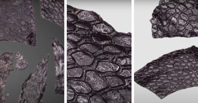 Oldest-Ever Fossilized Skin Discovered in Cave in Oklahoma