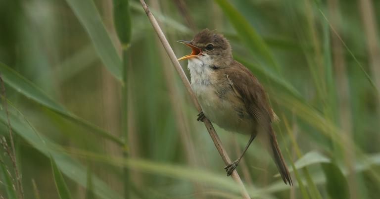 Bird Population Decline Has Left One in Eight Species Threatened