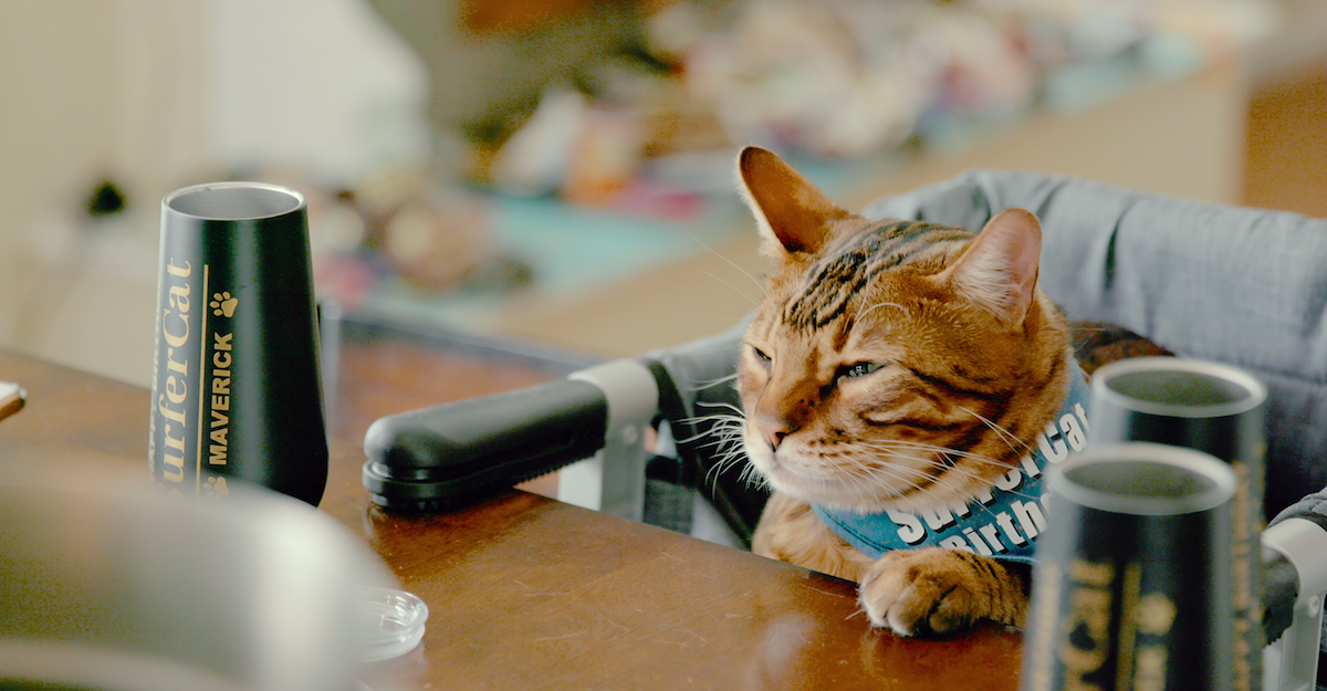 Netflix's 'Cat People' Features a Variety of Feline Enthusiasts