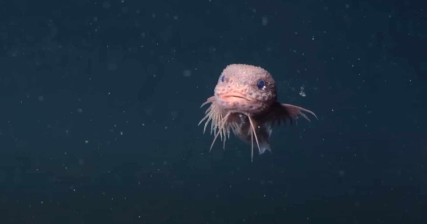 Three New Species of Deep Sea Snailfish Discovered