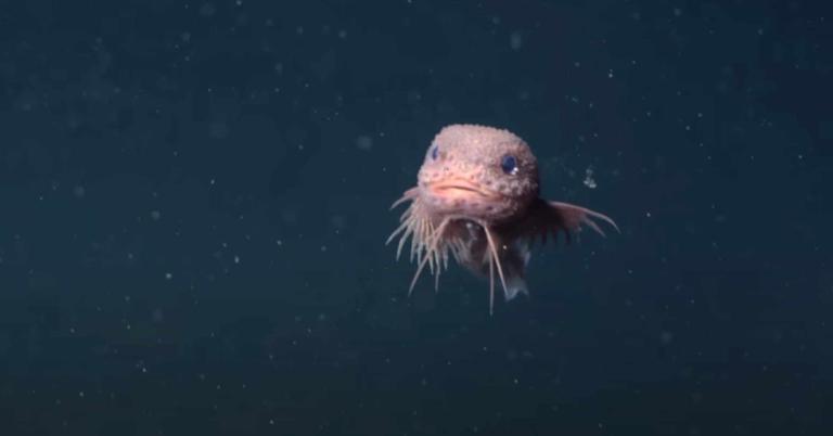 Three New Species of Deep Sea Snailfish Discovered