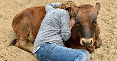 This Cow Hugging Therapy Program Is Offered by a Cow Sanctuary