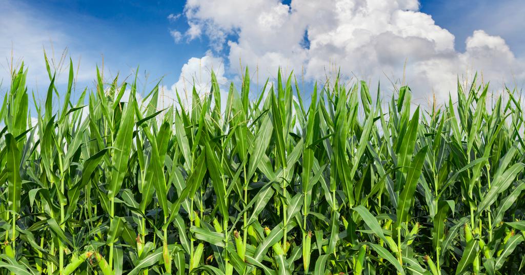 Monocropping – What Is It and How It’s Hurting the Environment