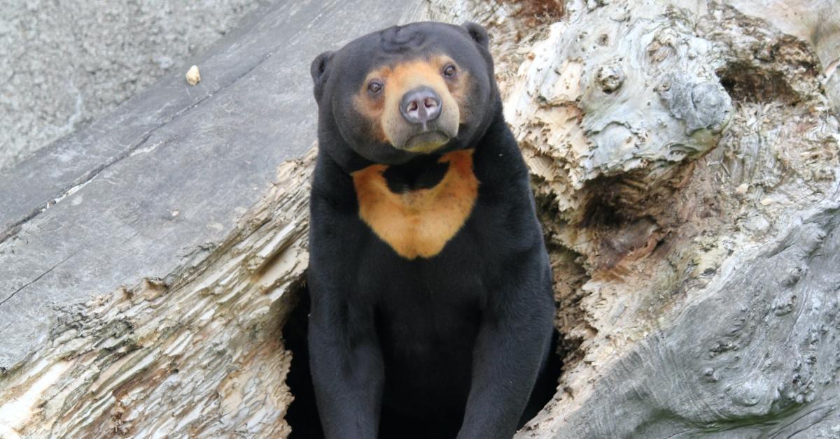 Are the Sun Bears at a Chinese Zoo Actually Humans in Costume?!