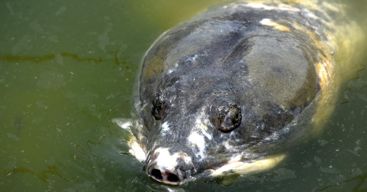 A Turtle Without Their Shell Is Likely Dead — or a Softshell Turtle