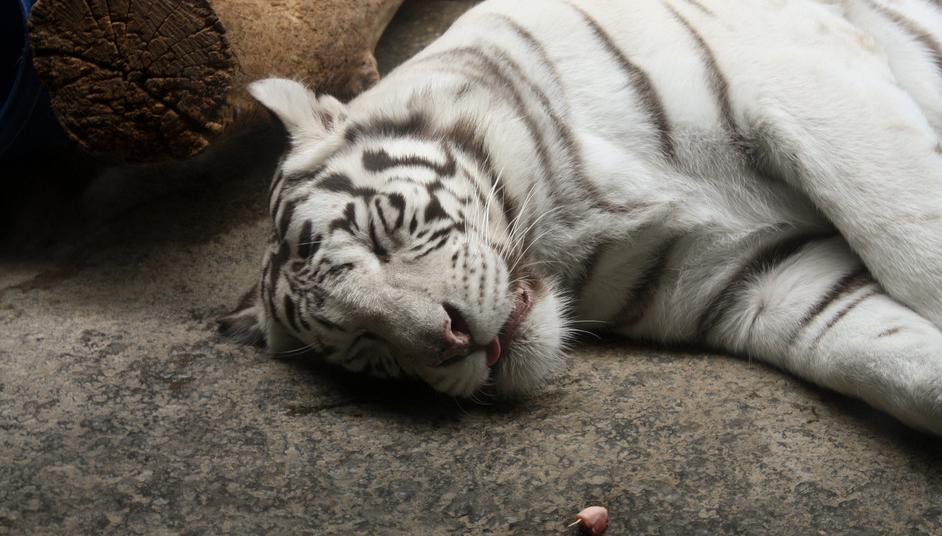 Kenny the Tiger Didn’t Have Down Syndrome