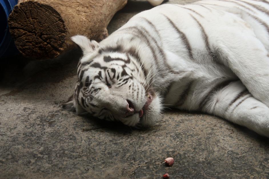 Kenny the Tiger Didn’t Have Down Syndrome