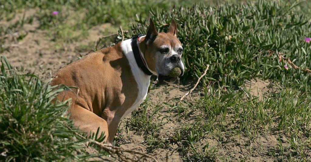 Why Do Dogs Eat Poop? Here's How to Curb the Nauseating Behavior