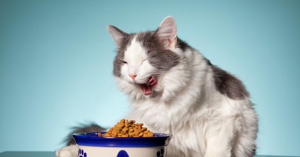 Can Cats Taste Spice? Cat Taste Buds, Explained