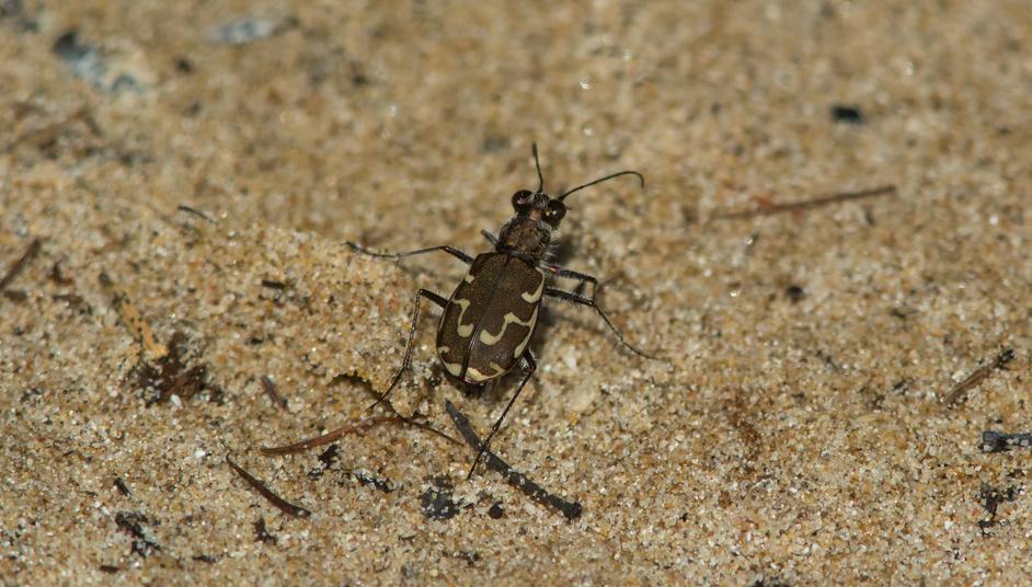 Tiger Beetle: Why Some Subspecies Are Endangered