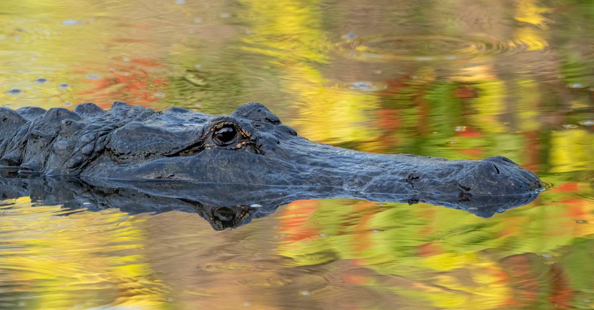 Are There Alligators in Virginia or Arkansas? What to Know