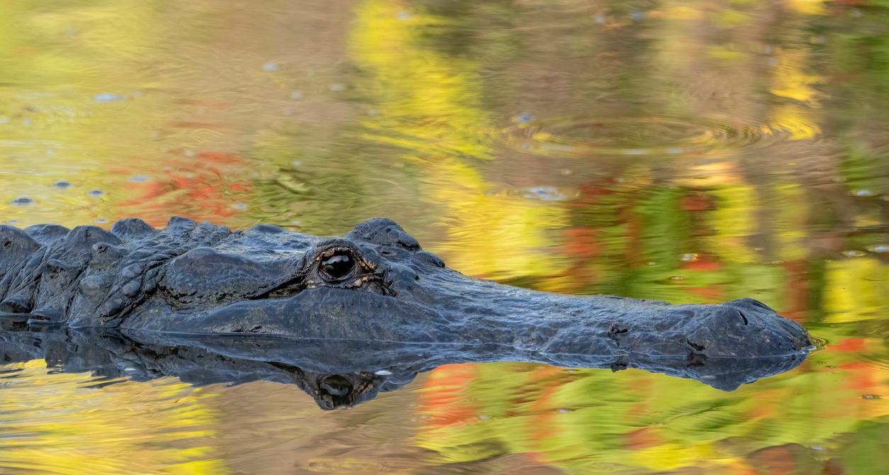 Are There Alligators in Virginia or Arkansas? What to Know