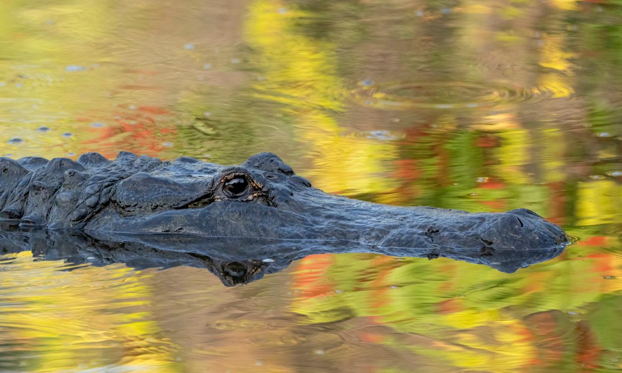 Are There Alligators in Virginia or Arkansas? What to Know