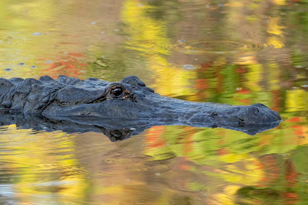 Are There Alligators in Virginia or Arkansas? What to Know