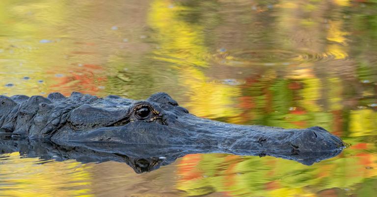 Are There Alligators in Virginia or Arkansas? What to Know