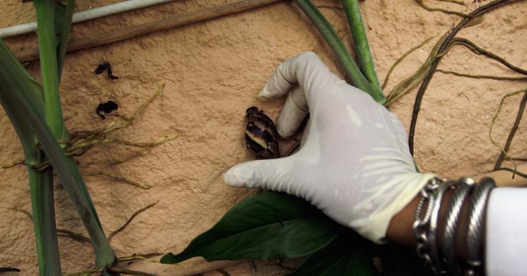 Why Are Invasive Species Dangerous to the Environment?