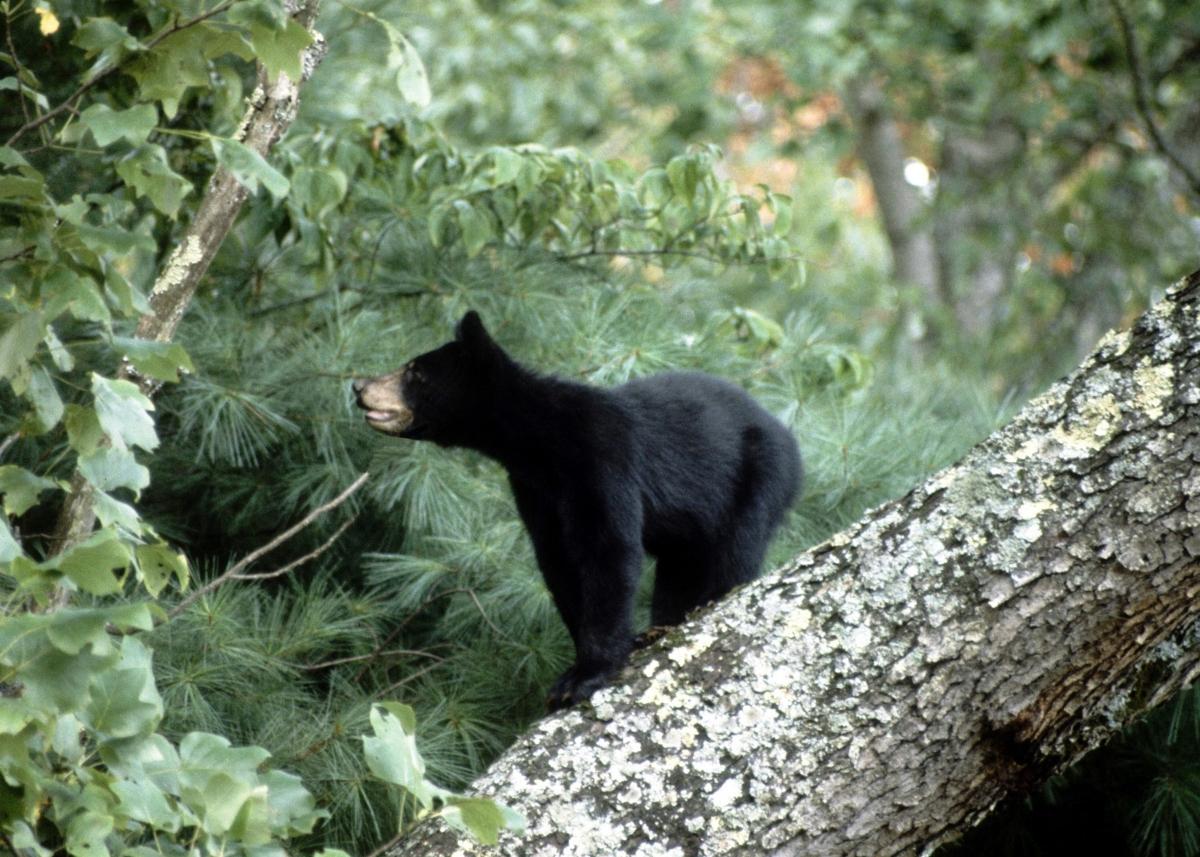 Bear Cub Rescued From a Plastic Container — Video