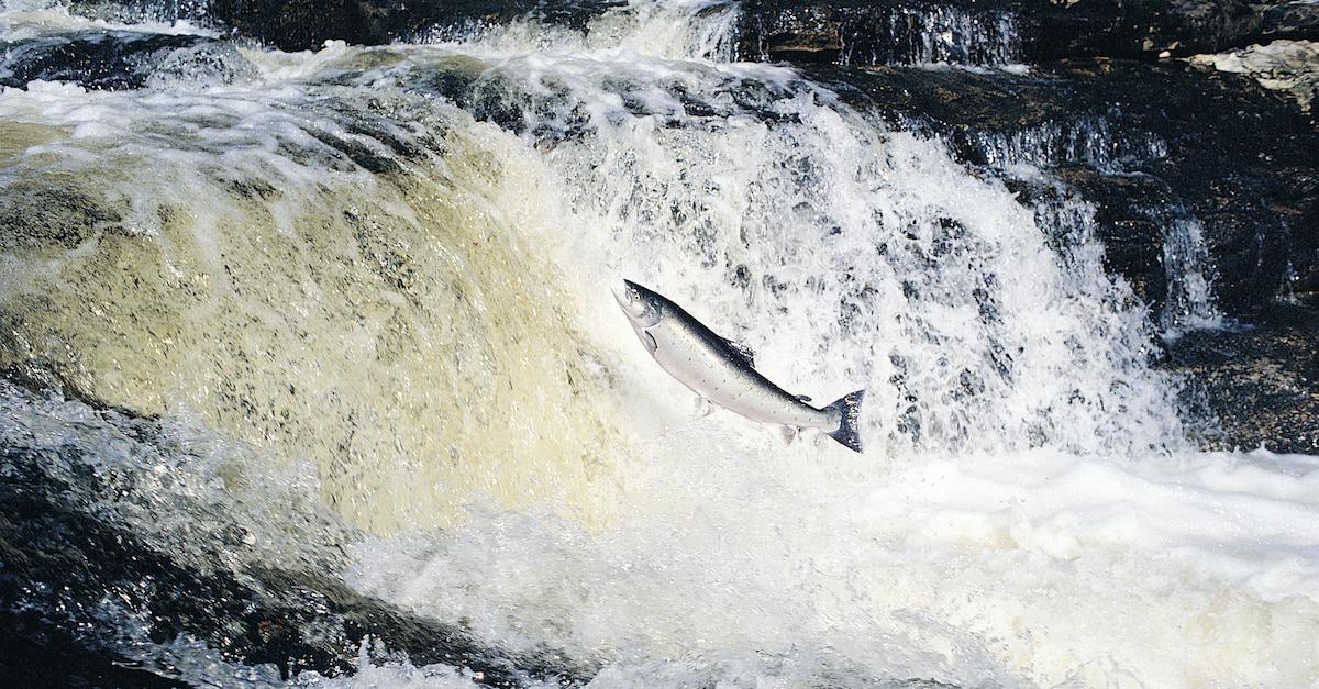 Freshwater Fish Conservation Groups That Are Working to Save Them