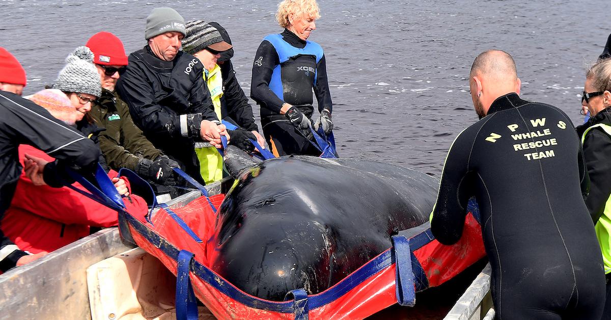 Pilot Whales Stranded in Eastham, Mass., as Rescuers Attempt to Save Them