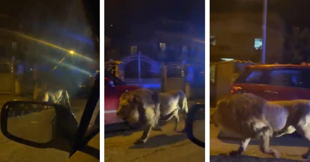 Lion Escapes Circus and Roams Ladispoli, Italy for Five Hours