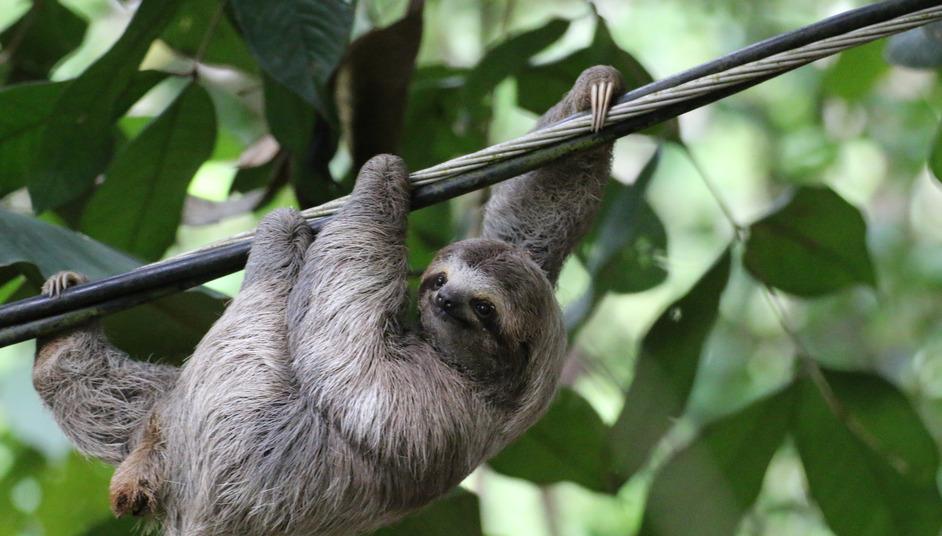 Are Sloths Endangered? Protecting This Sleepy Species