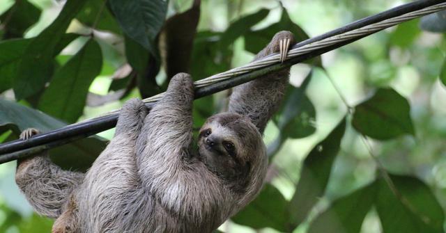Are Sloths Endangered? Protecting This Sleepy Species
