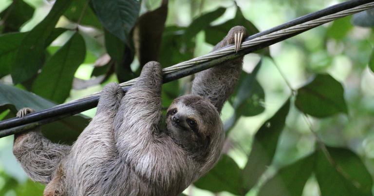 Are Sloths Endangered? Protecting This Sleepy Species