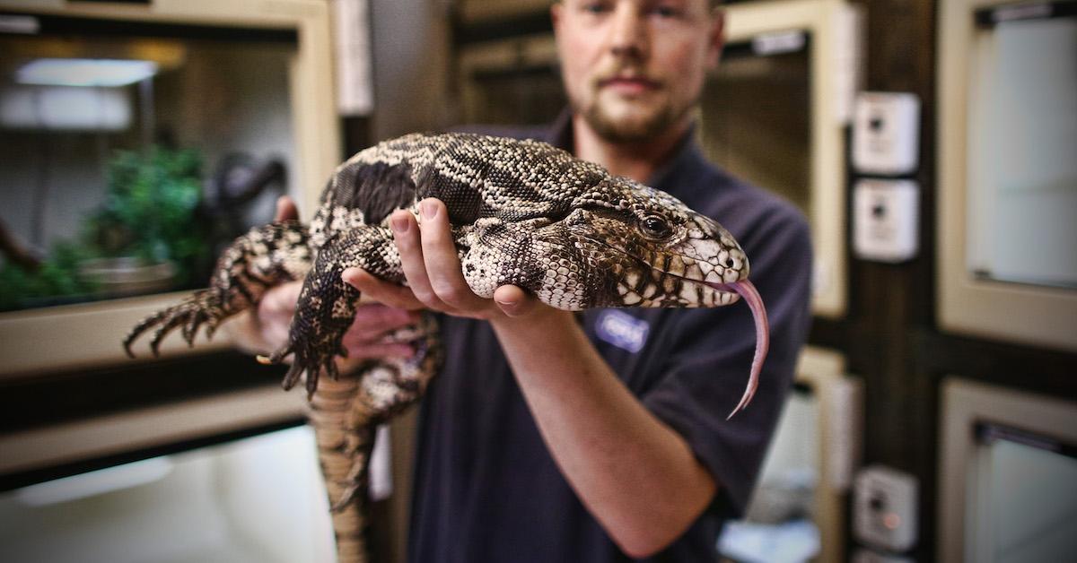 Tegu Lizards Were Found in Georgia — Here’s Why That Matters